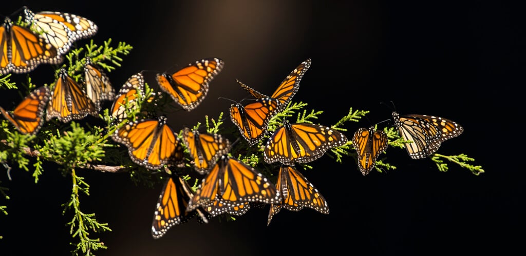 Monarch Dunes Butterfly Habitat in Nipomo | Santa Maria Valley