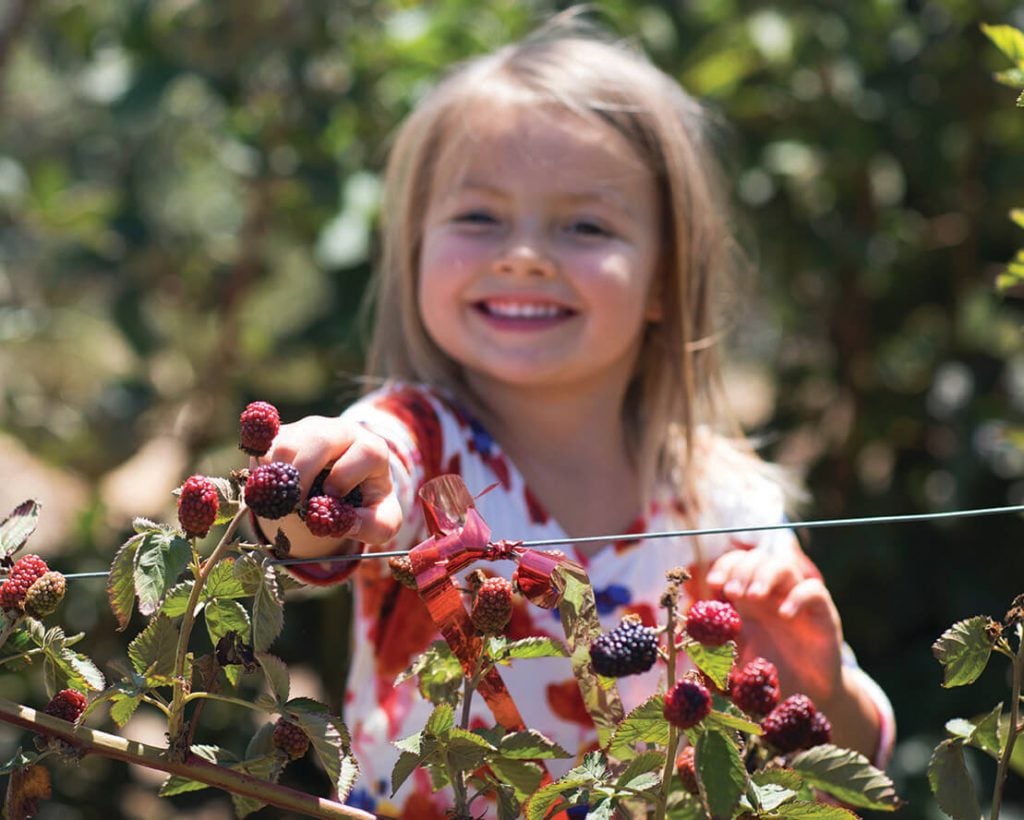 Your Ultimate California Road Trip | Santa Maria Valley