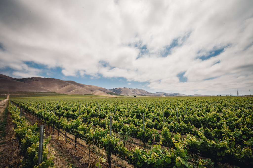 Santa Maria Wine Country: Central California Wine Tasting