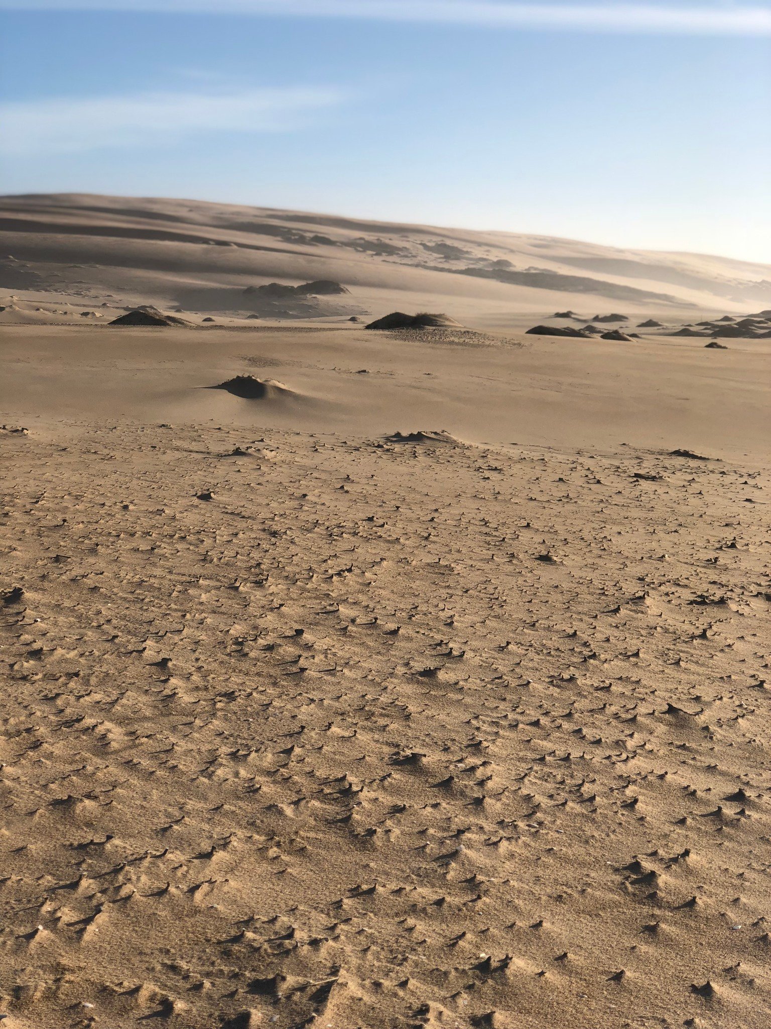 Guadalupe-Nipomo Dunes Center: Explore the Dunes with a docent-led hike ...